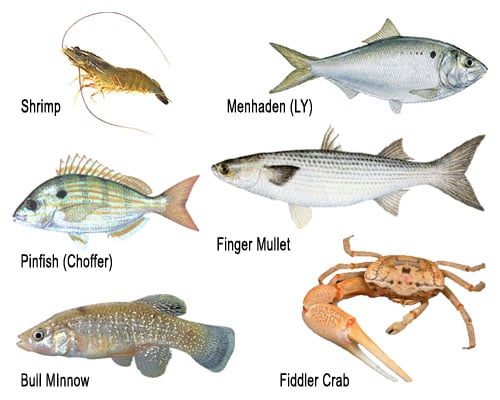 Panama City Beach Fish Species Redfish Fishing Excursions With PCB